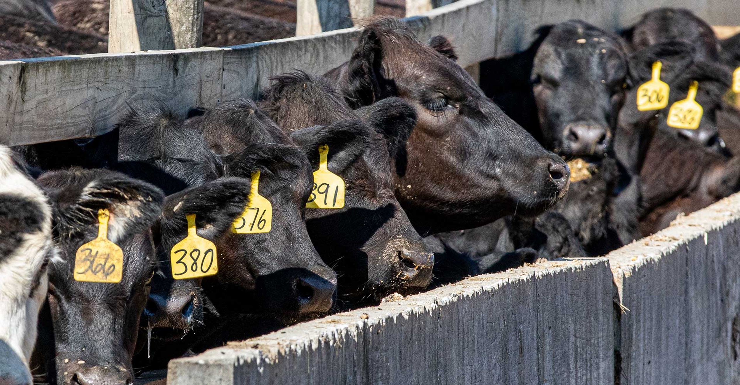 Through Thick and Thin - Farm Credit Mid-America